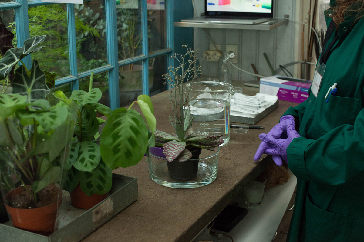 Grow Your Own Cloud — Data Flower Shop